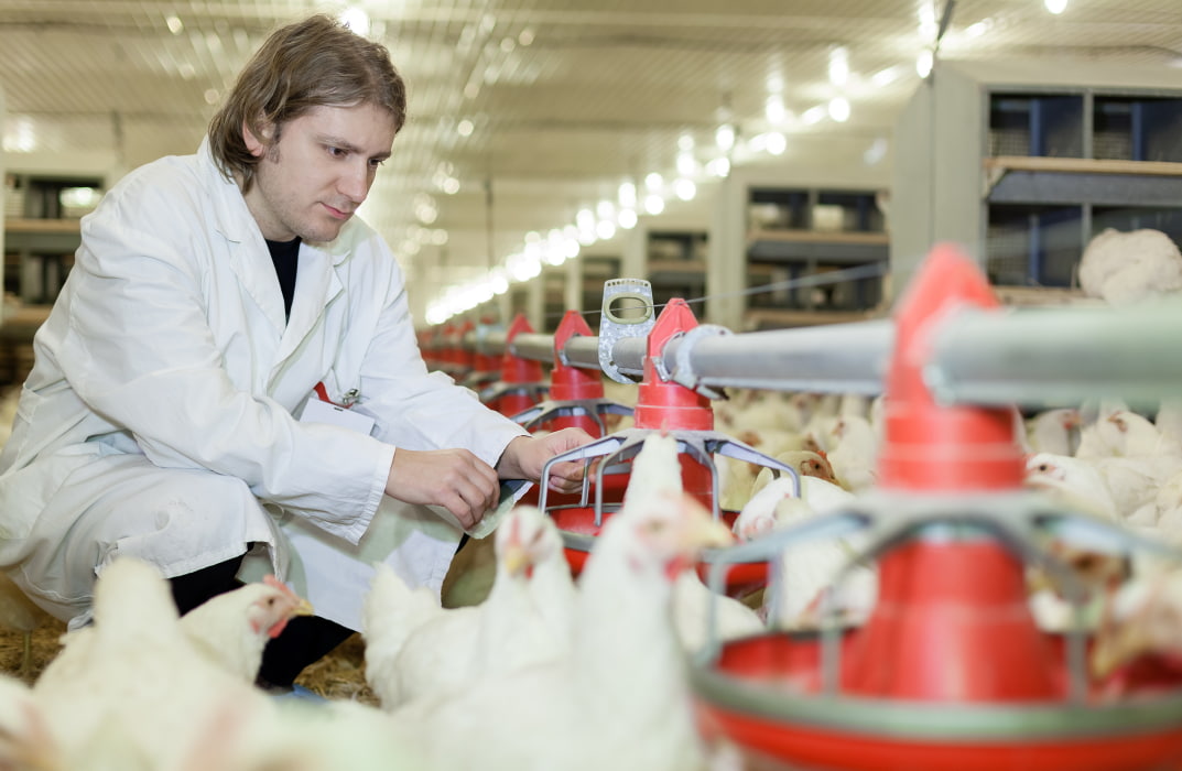 Diploma in Poultry Farming – Next Generation Learning